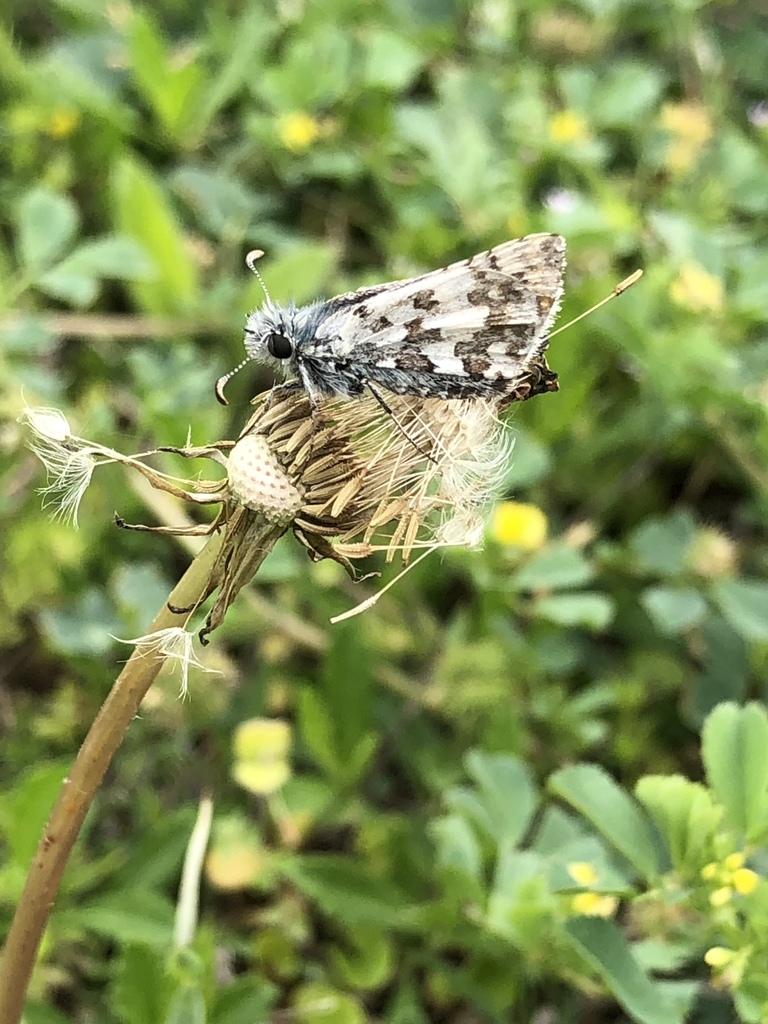Common Checkered-Skipper and Allies from 137 Satinwood, Grapevine, TX ...