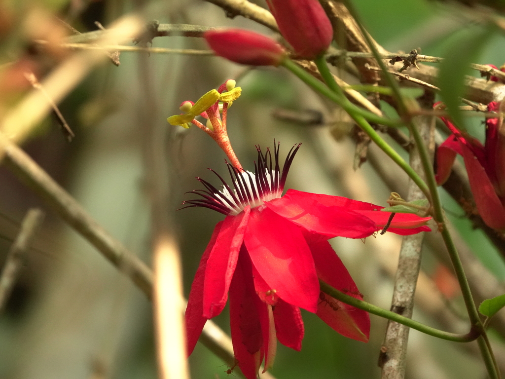 red passion flower from Mystic Woods, Goa on December 14, 2023 at 10:54 ...