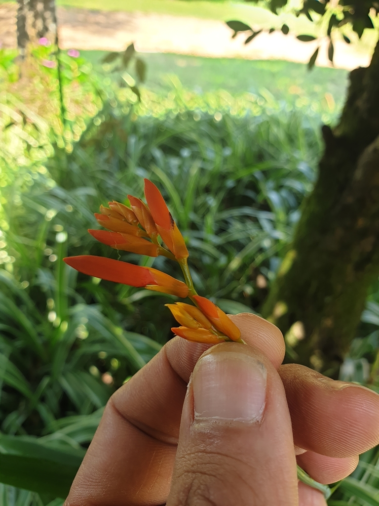 Falling Stars from Stonehenge 310-Jt, Mbombela, 1211, South Africa on ...
