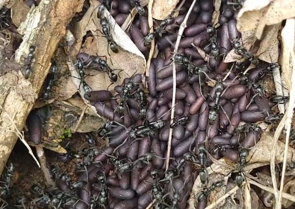 Matebele Ant from Mbuga, Tanzania on January 12, 2024 at 07:23 PM by ...