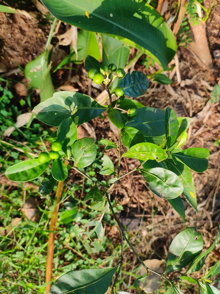 twoleaf nightshade from Club Mahindra Varca on December 15, 2023 at 09: ...