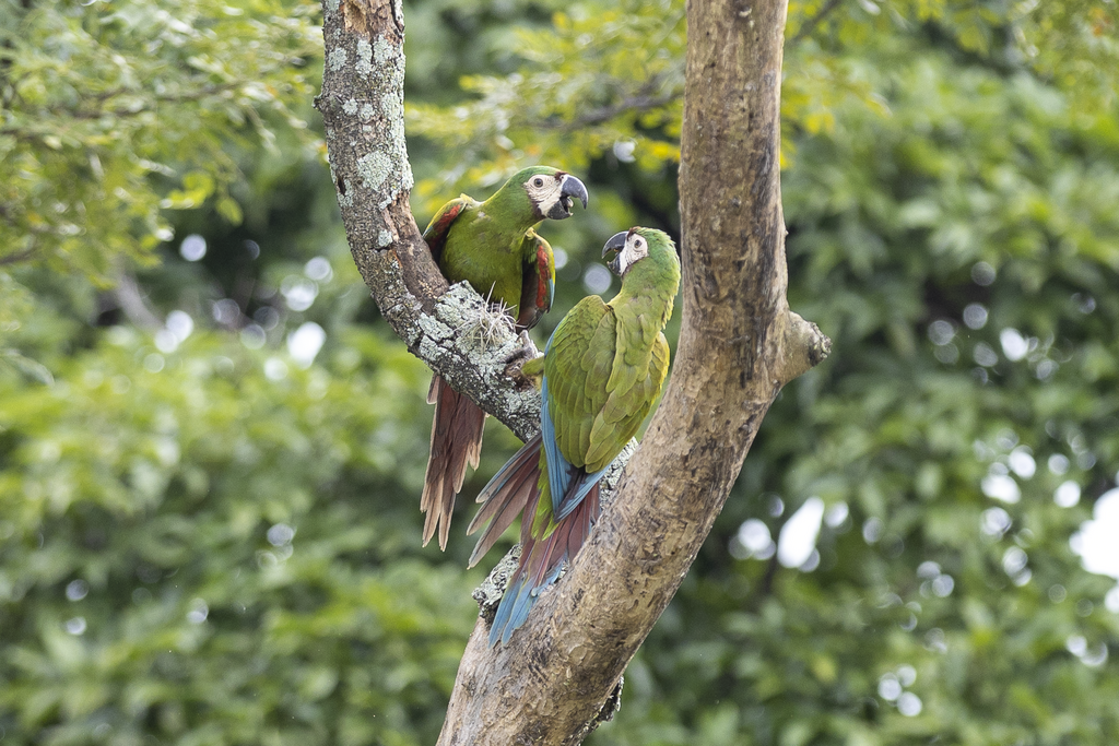 Chestnut-fronted Macaw in October 2023 by Cesar Agudelo · iNaturalist