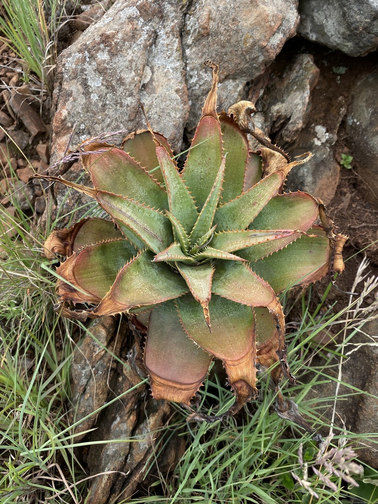 Thorncroft's Stemless Aloe in January 2024 by Carel Fourie · iNaturalist