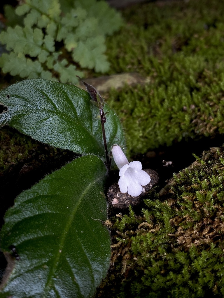 Streptocarpus occultus in January 2024 by Carel Fourie · iNaturalist