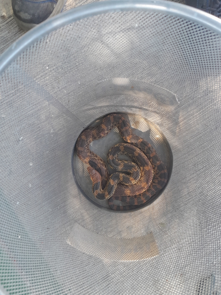 Mexican Bull Snake from 38260 Gto., México on November 4, 2023 at 02:05 ...