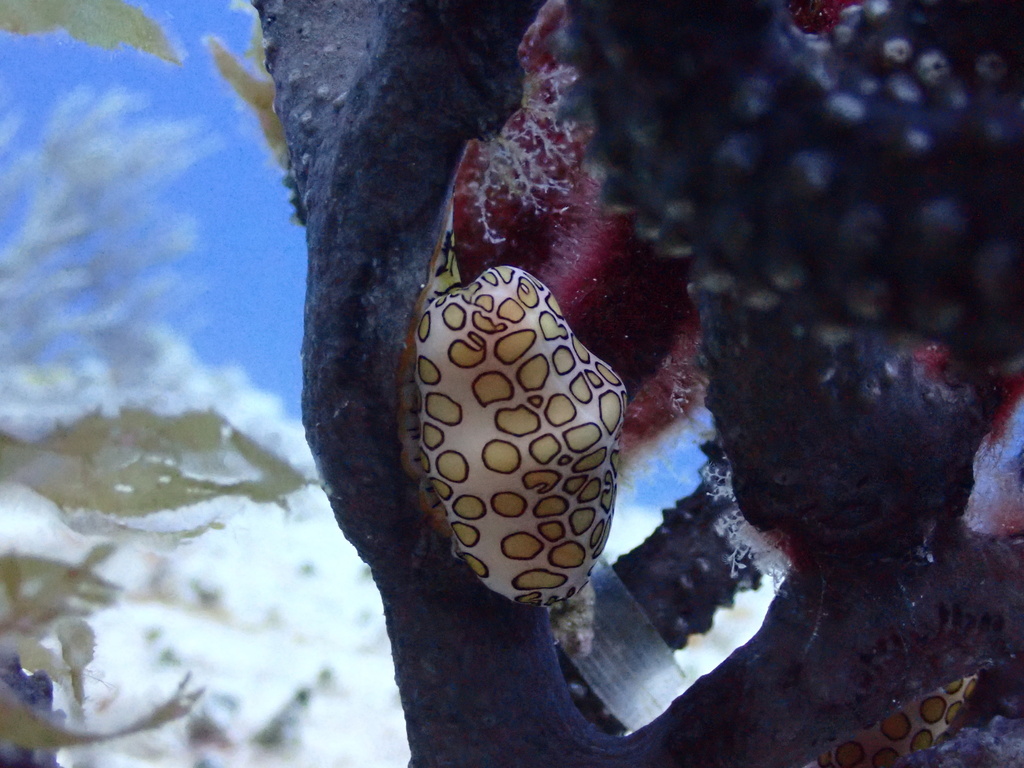 Flamingo Tongue Snail from Isla Cozumel, Cozumel, Q. Roo., MX on April ...