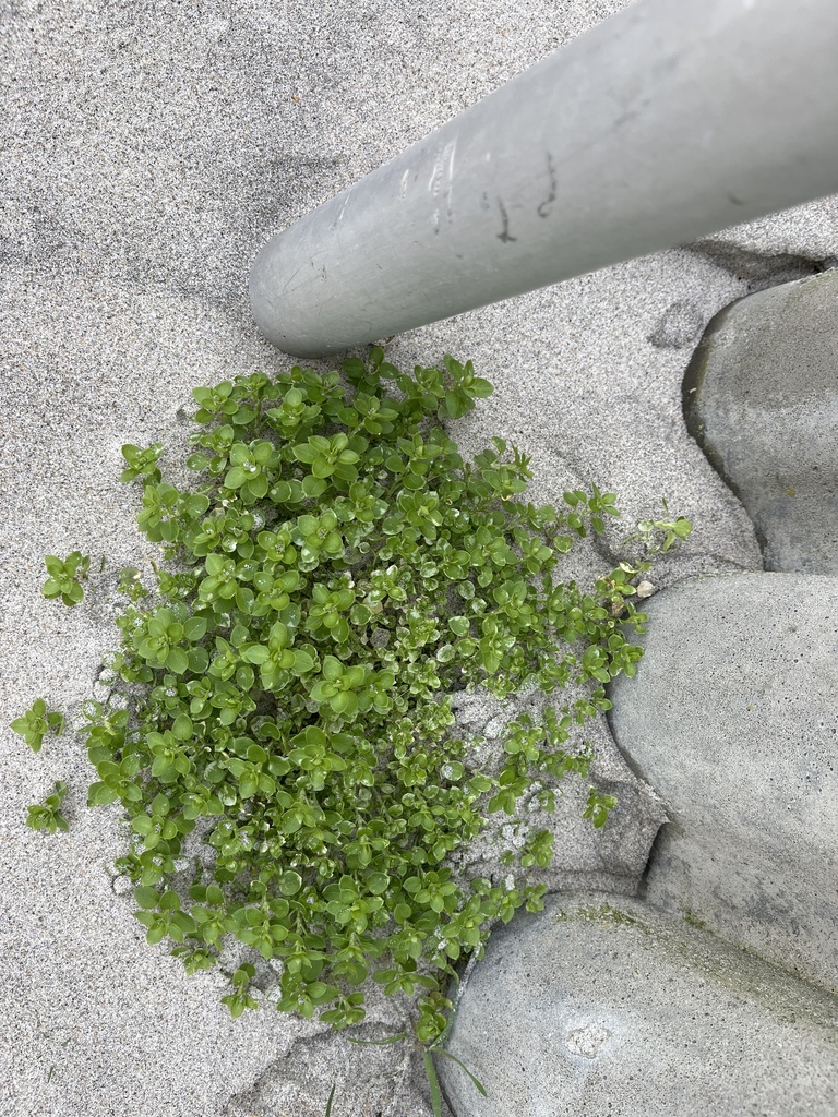 Sea Sandwort from Long Island, New York, NY, US on January 12, 2024 at ...