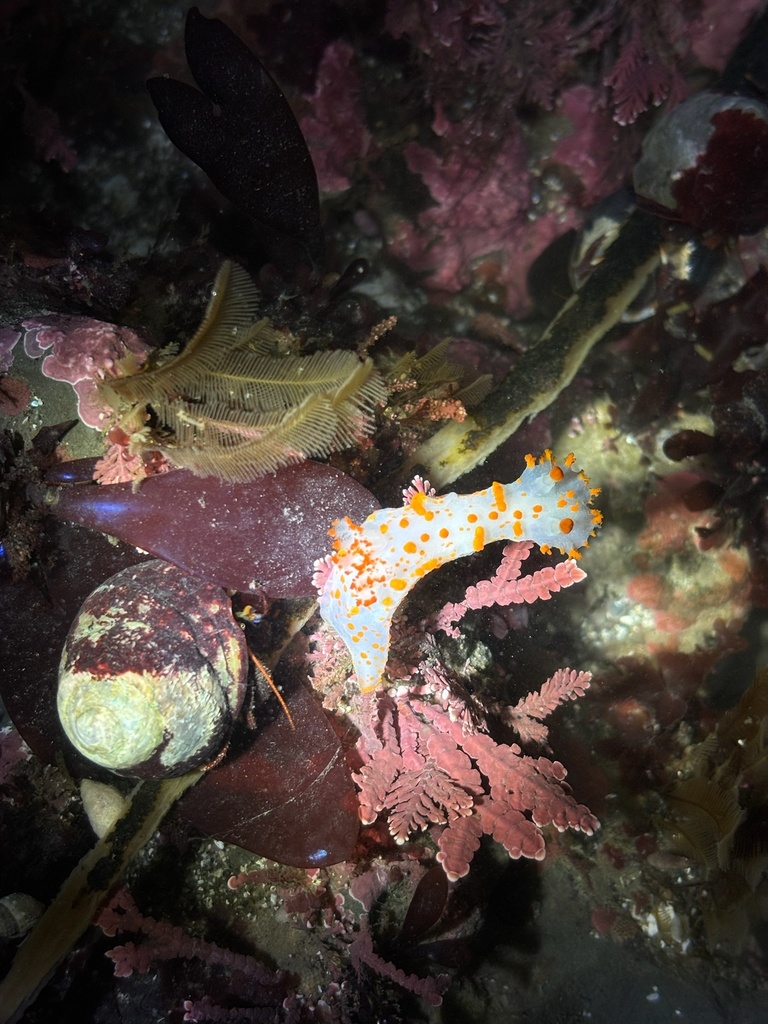 Clown Dorid from North Pacific Ocean, CA, US on January 11, 2024 at 05: ...