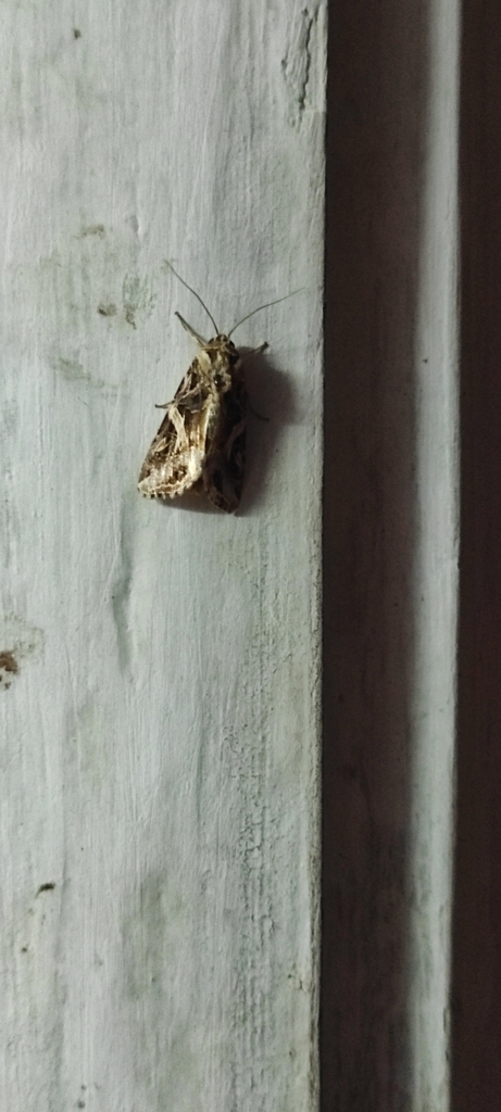 Oriental leafworm moth from Chennai on January 15, 2023 at 10:51 PM by ...