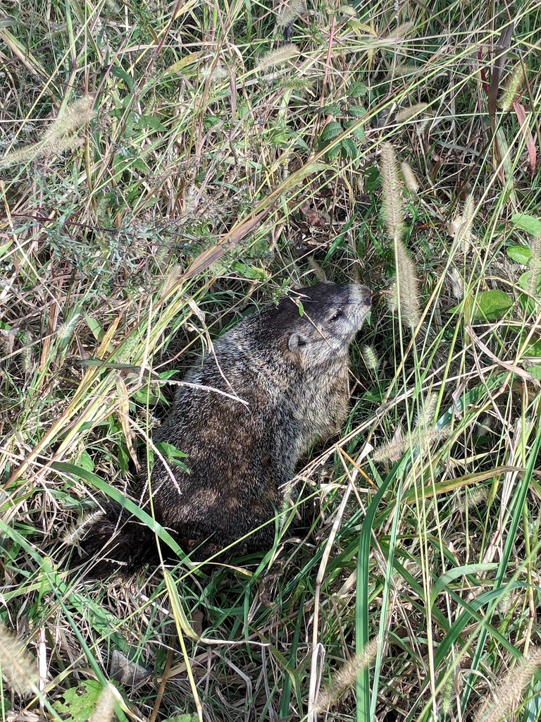 Groundhog from Crawford County, KS, USA on October 20, 2017 at 09:42 AM ...