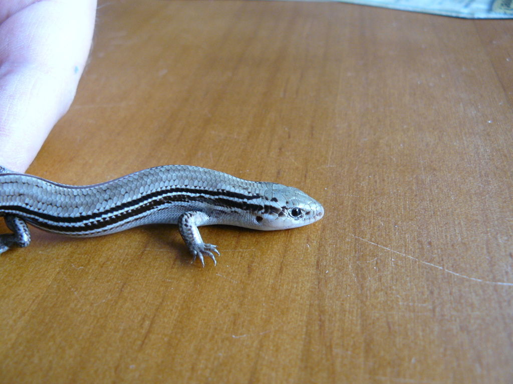 Prairie Skink from Burt County, NE, USA on April 19, 2010 at 03:19 PM ...