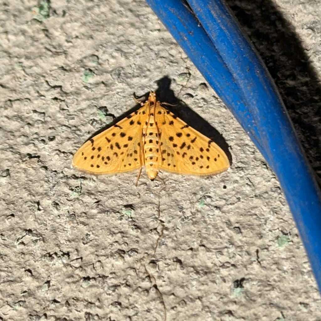 Yellow Peach Moth from 96M4+CJF, Thimmanayakana Halli, Karnataka 572140 ...