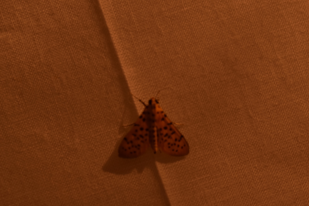 Yellow Peach Moth from 96M4+CJF, Thimmanayakana Halli, Karnataka 572140 ...