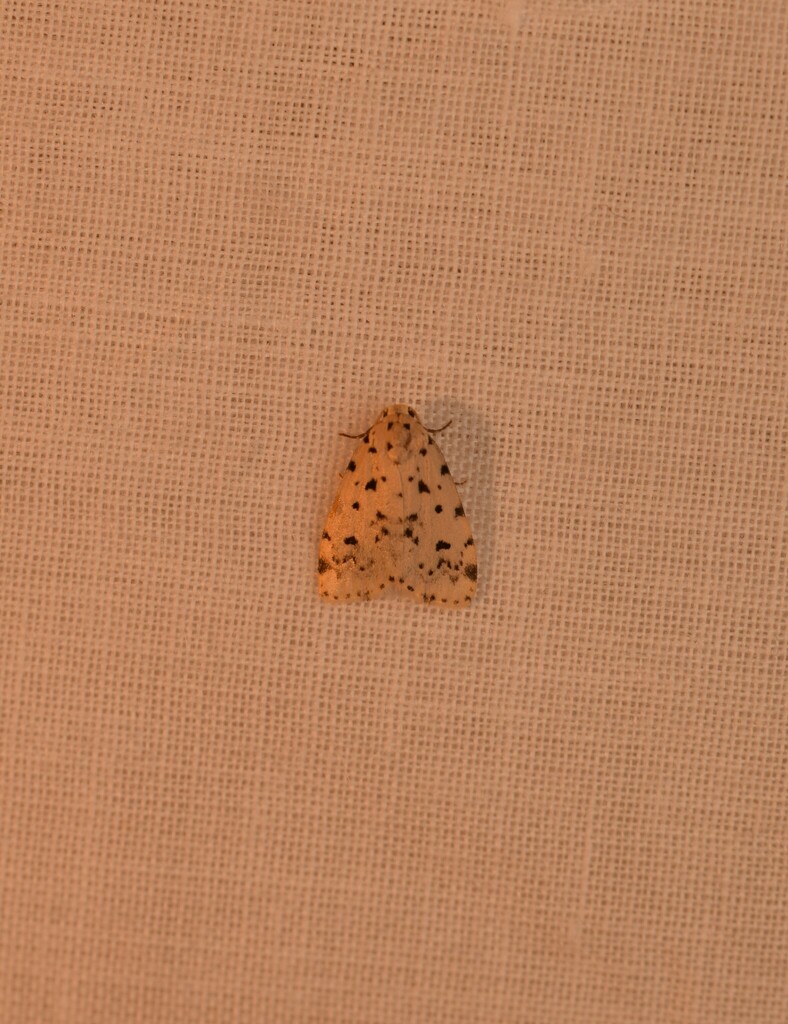 Aemene from 96M4+CJF, Thimmanayakana Halli, Karnataka 572140, India on ...