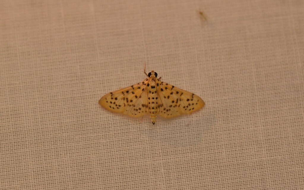 Yellow Peach Moth from 96M4+CJF, Thimmanayakana Halli, Karnataka 572140 ...