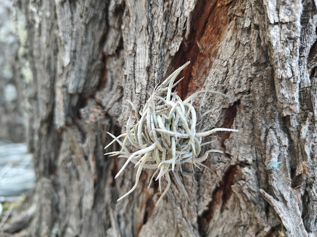 ballmoss from 38834 Moroleón, Gto., México on January 8, 2024 at 05:53 ...