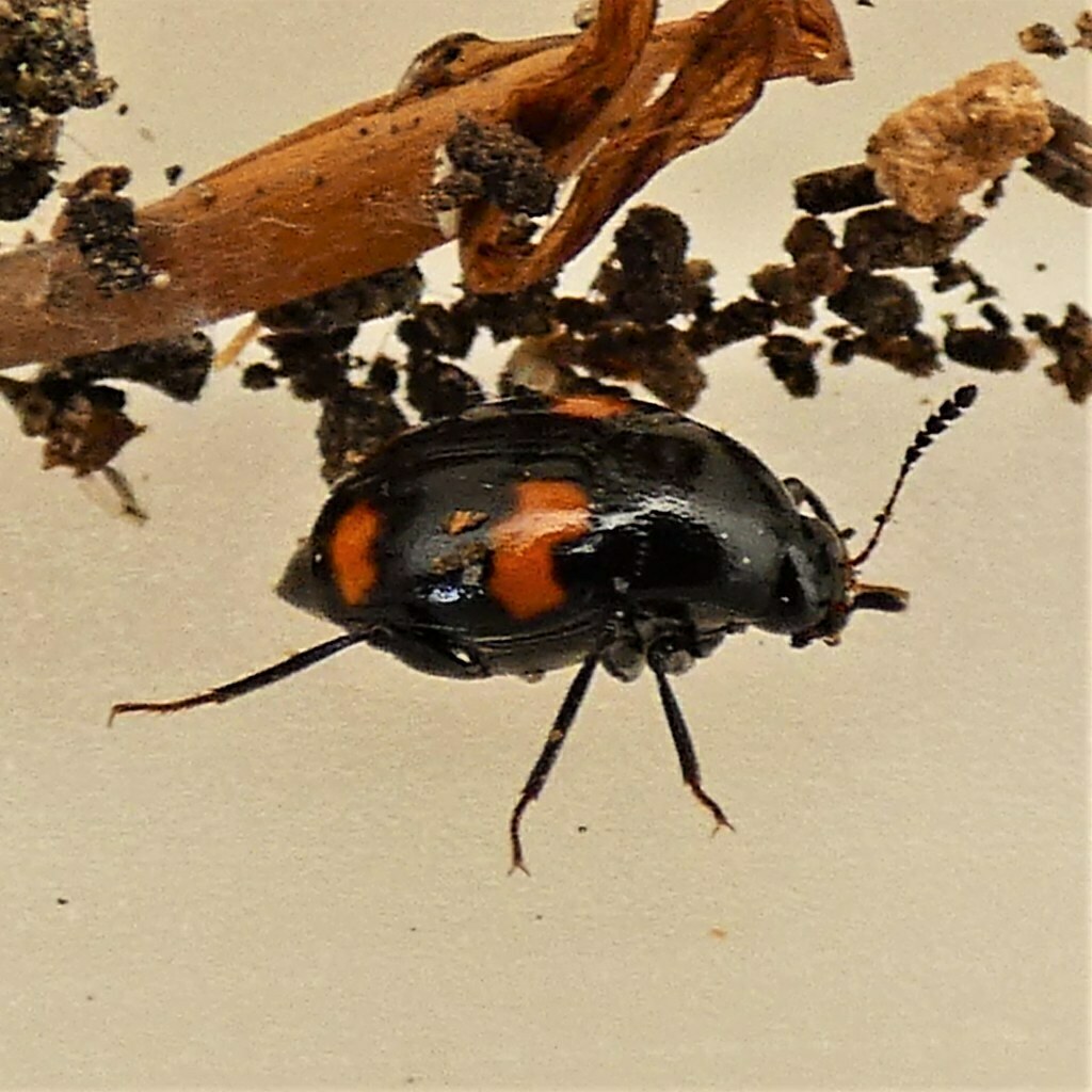 Orange-spotted Scaphidium from 34587 Felsberg, Deutschland on May 10 ...