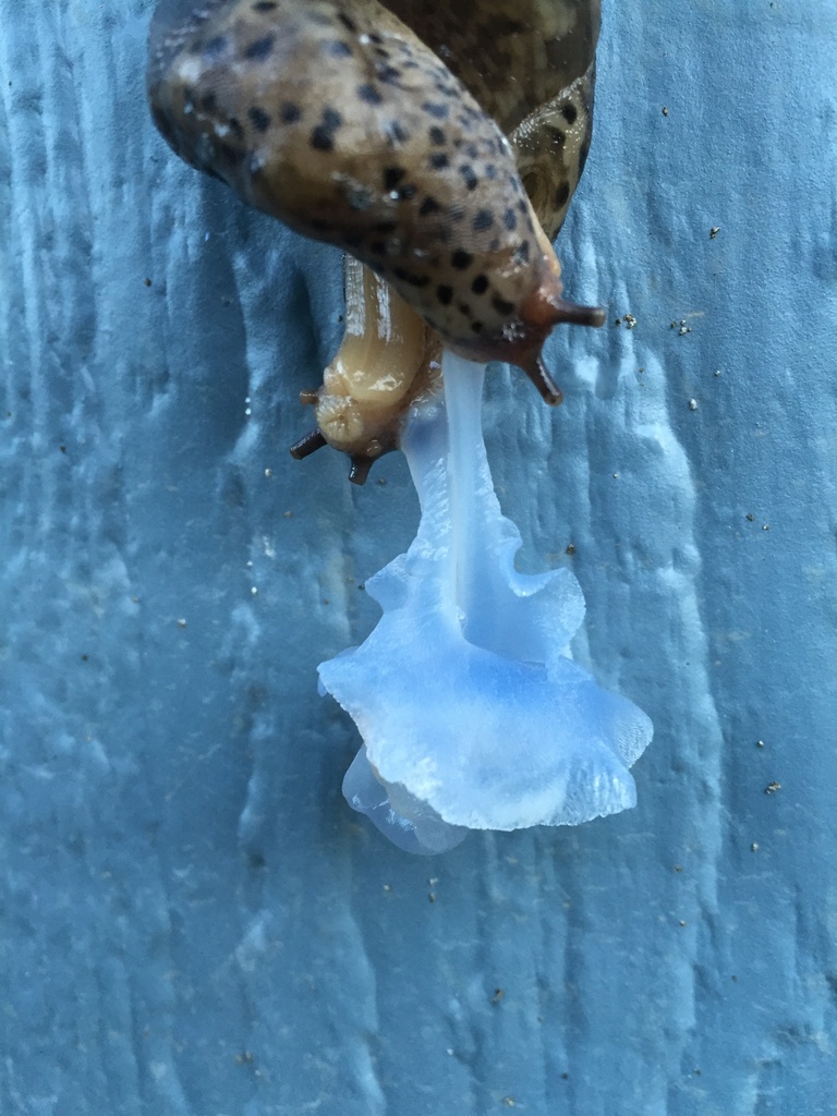 Leopard Slug from NE 24th Ave, Vancouver, WA, US on January 19, 2017 at ...