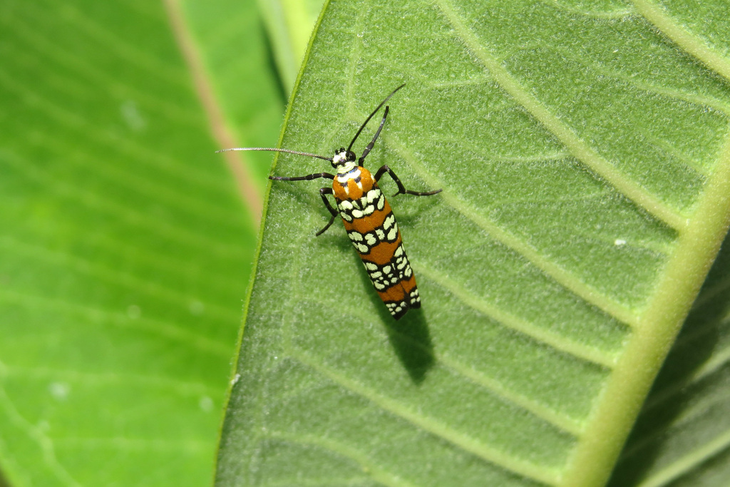 Ailanthus Webworm Moth from Howard County, MD, USA on July 2, 2017 at ...