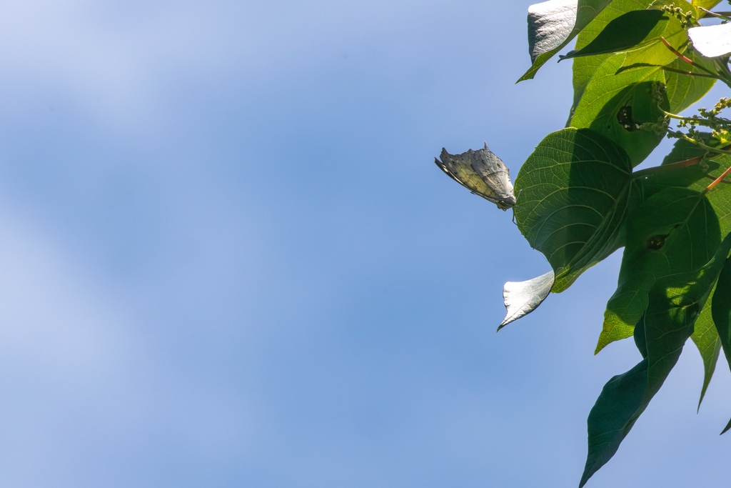 Common Mother-of-Pearl from Chelmsfordville, Gillitts, 3610, South ...