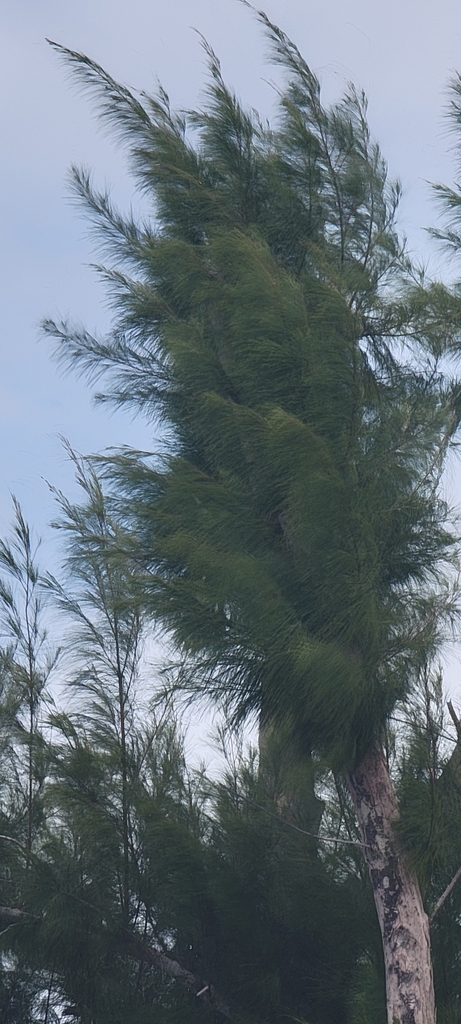 Beach Sheoak from Captiva, FL 33924, USA on January 12, 2024 at 01:21 ...