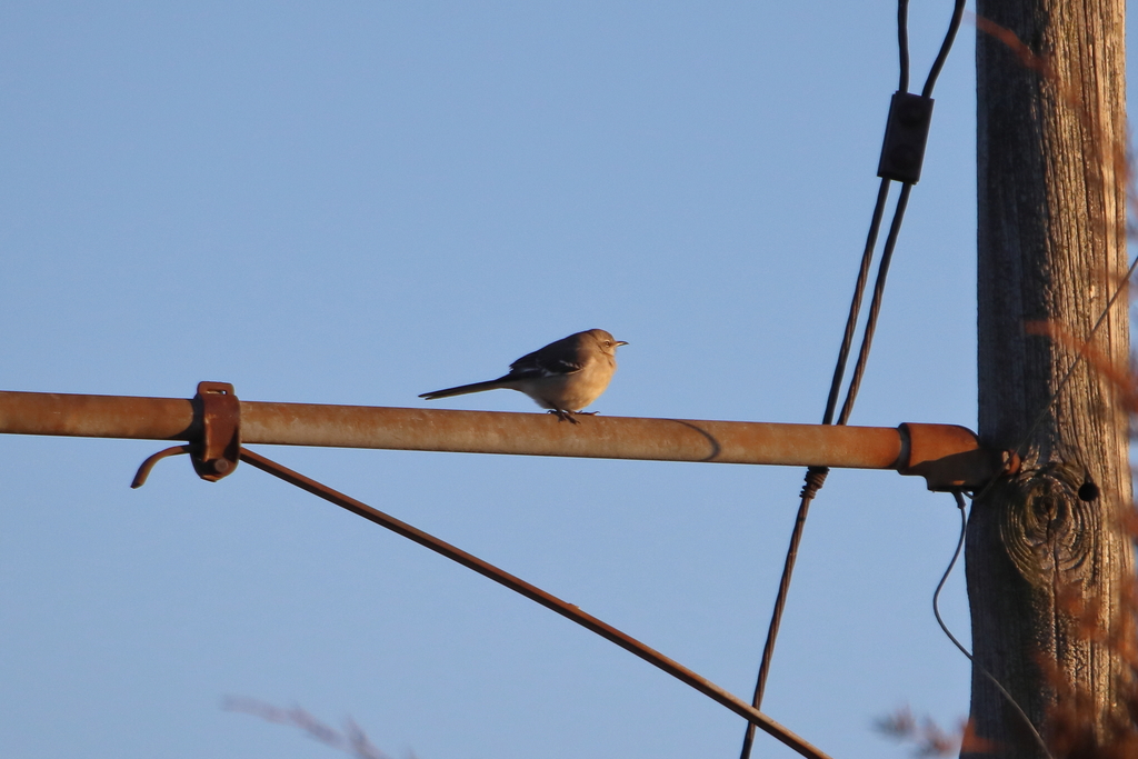 Northern Mockingbird from USFWS Lost Mound Unit, IL, USA on February 25 ...