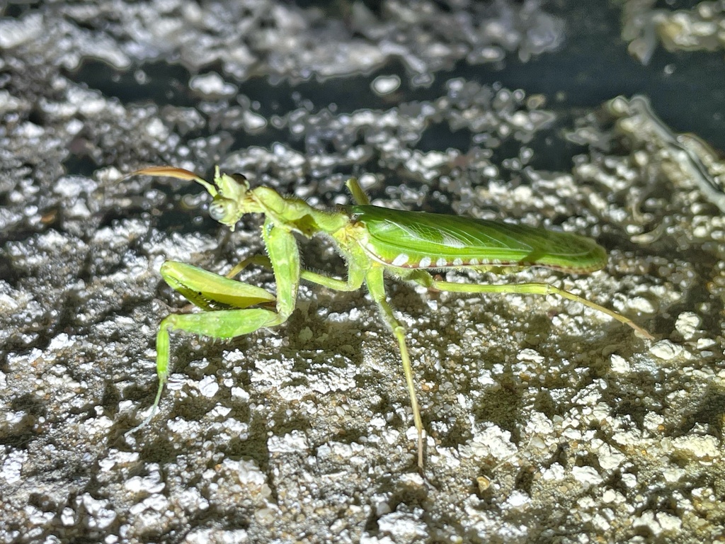 Thistle Mantis from Al Khatim, Abu Dhabi, Abu Dhabi, AE on January 12 ...