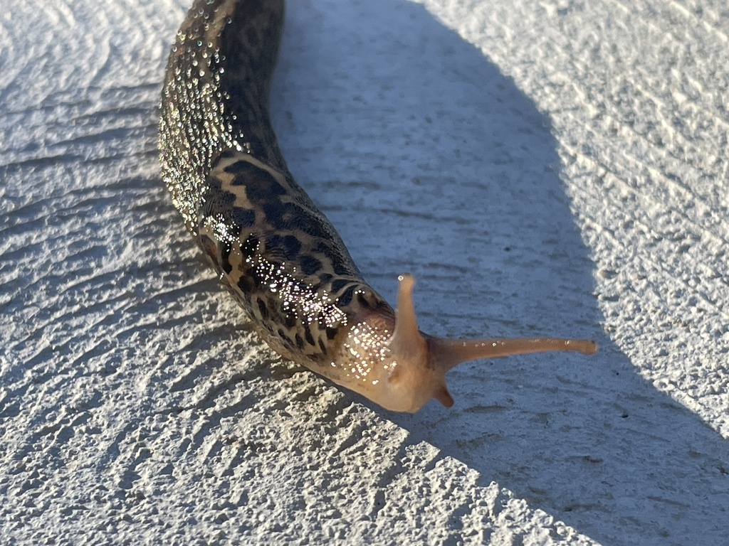 Leopard Slug from Tristania St, Rivett, ACT, AU on January 13, 2024 at ...