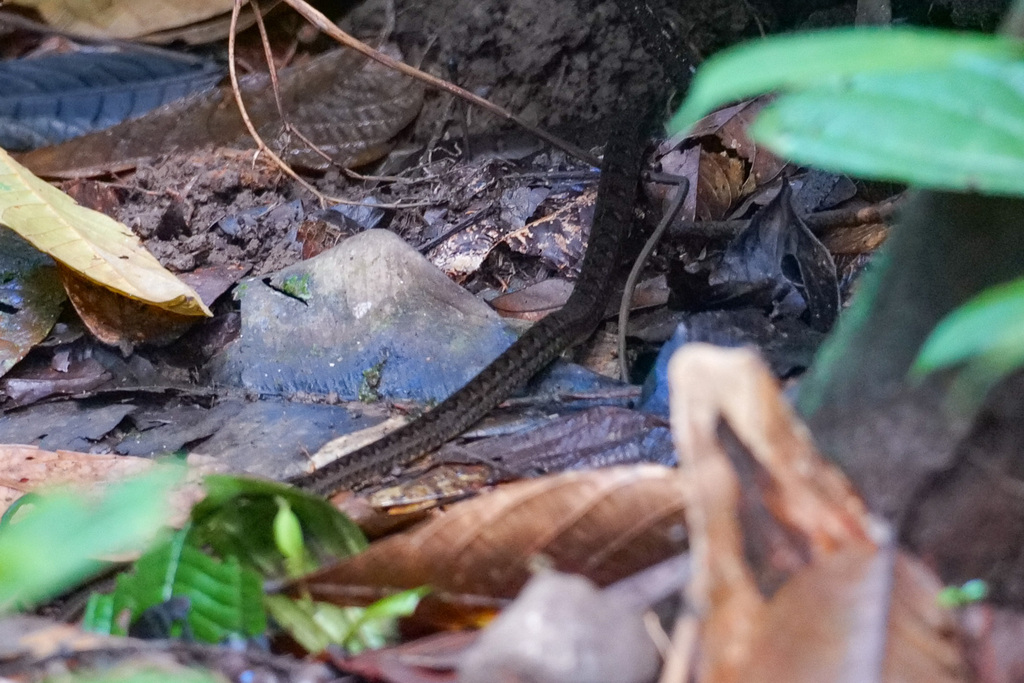 Barred Forest Racer from Limón, Guápiles, Costa Rica on April 23, 2022 ...