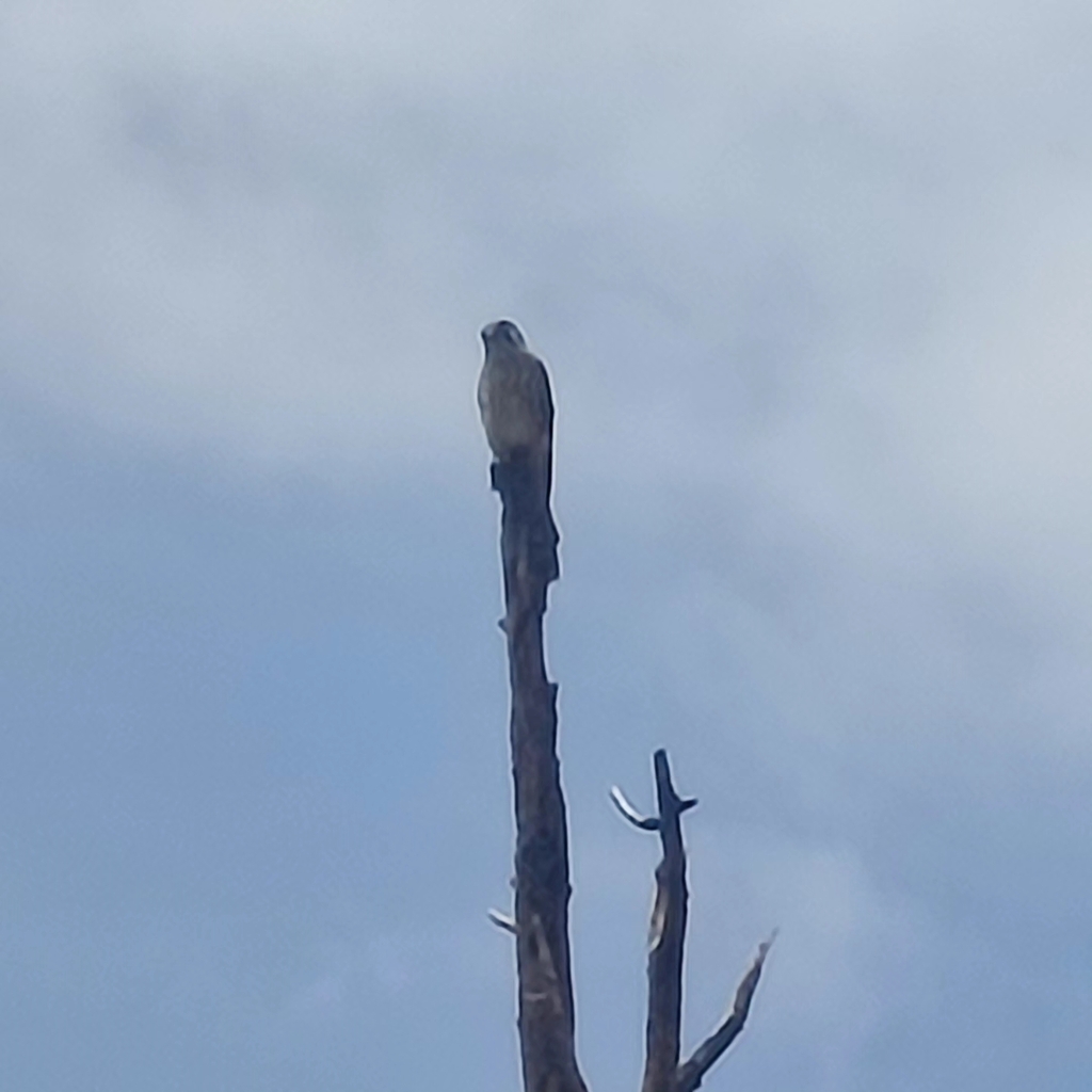Typical Falcons from Valparaíso, Chile on January 12, 2024 at 02:24 PM ...