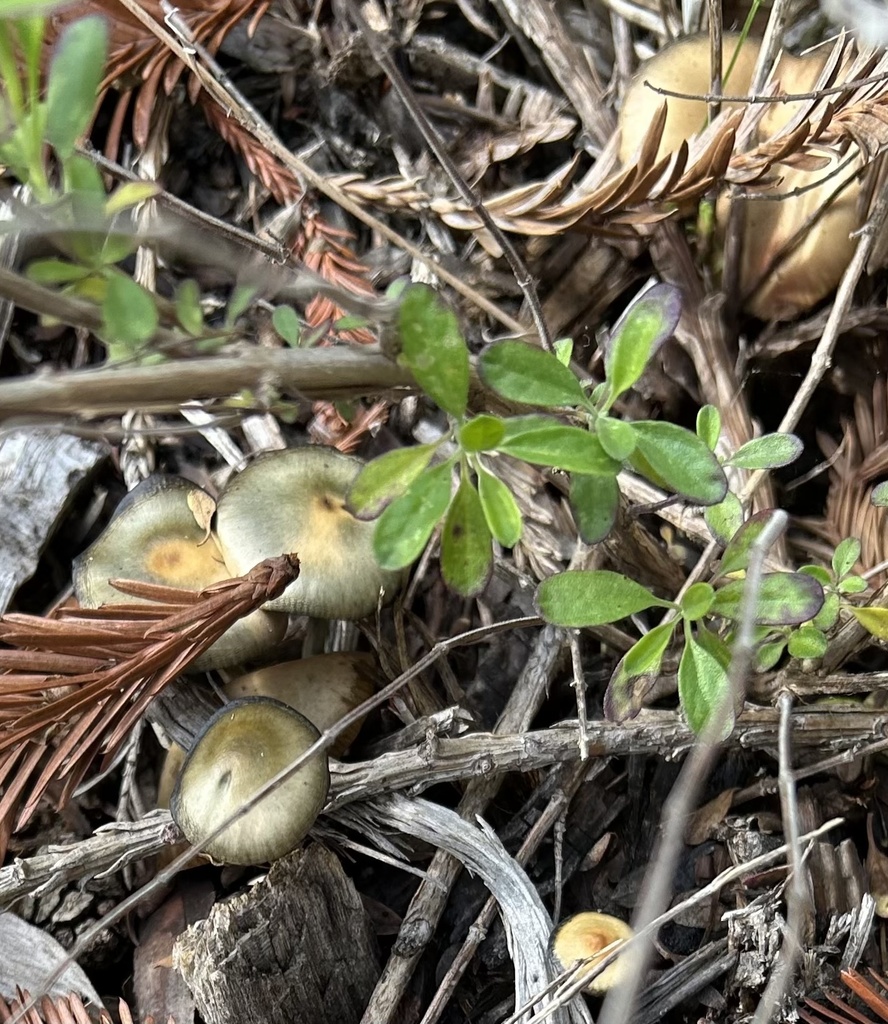Psychedelic Ovoid Mushroom from UC Santa Cruz, Santa Cruz, CA, US on ...