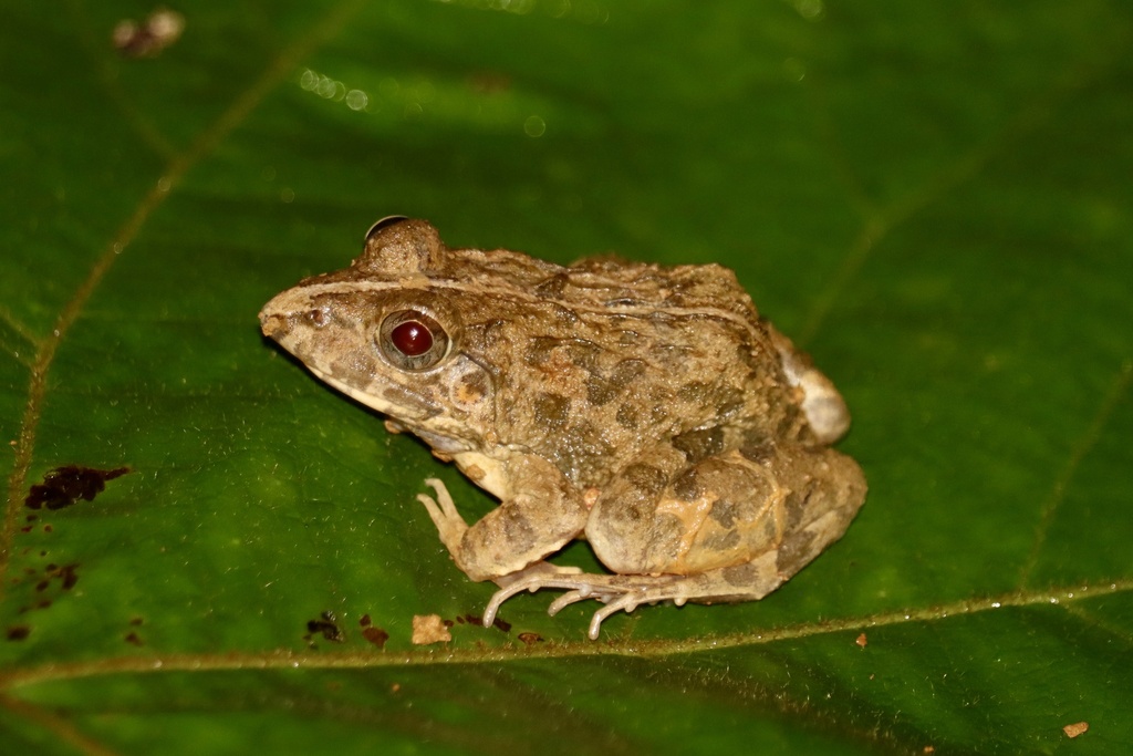 Paddy Field Frog from Sumatra, Kabupaten Tapanuli Selatan, Sumatera ...