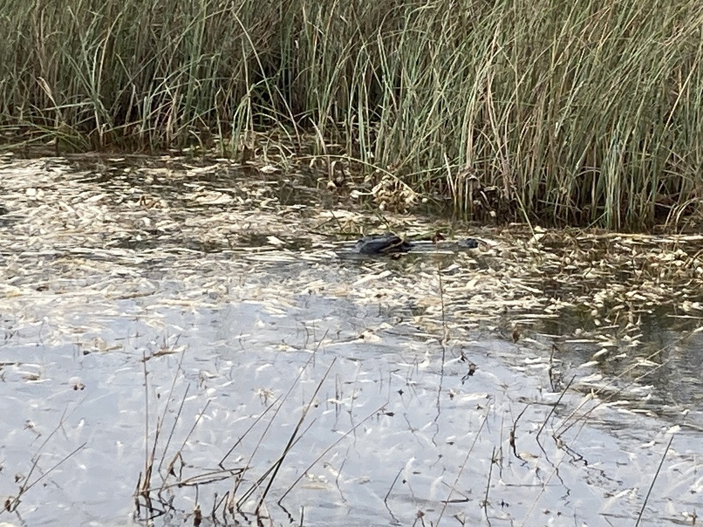American Alligator from Miami-Dade County, Everglades National Park, US ...
