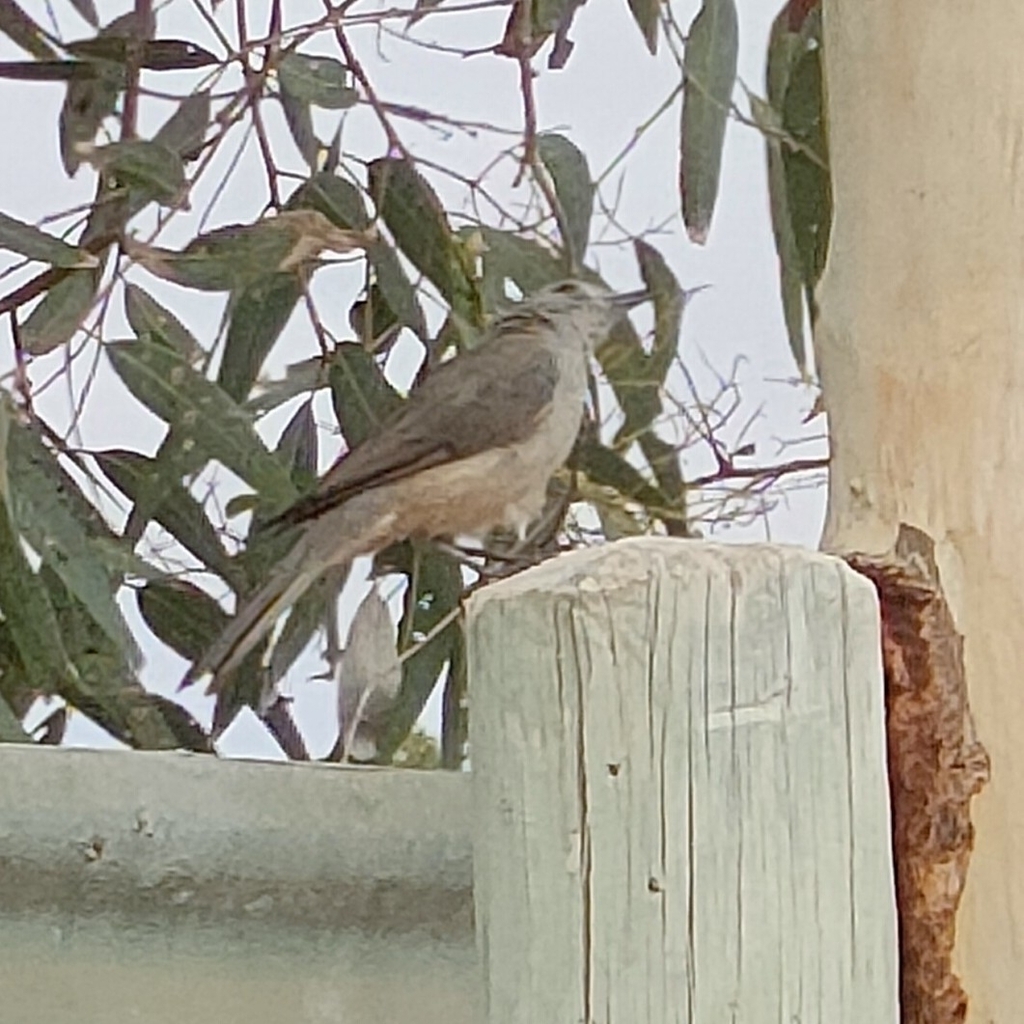 Grey Shrikethrush from Brown Range WA 6701, Australie on January 13 ...