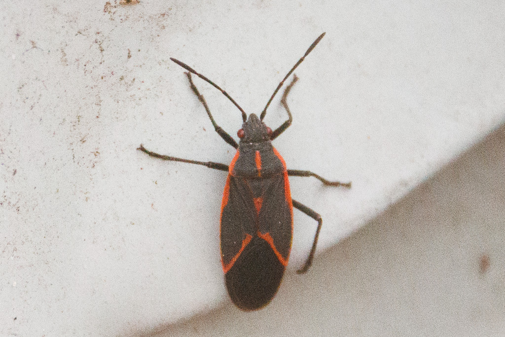 Eastern Boxelder Bug from Brooklyn, NY, USA on January 12, 2024 at 04: ...
