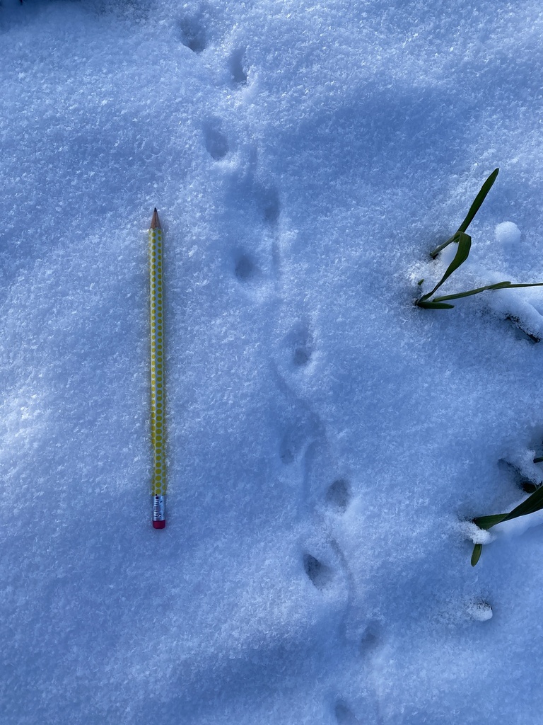 Northern Short-tailed Shrew from Intervale Rd, Burlington, VT, US on ...
