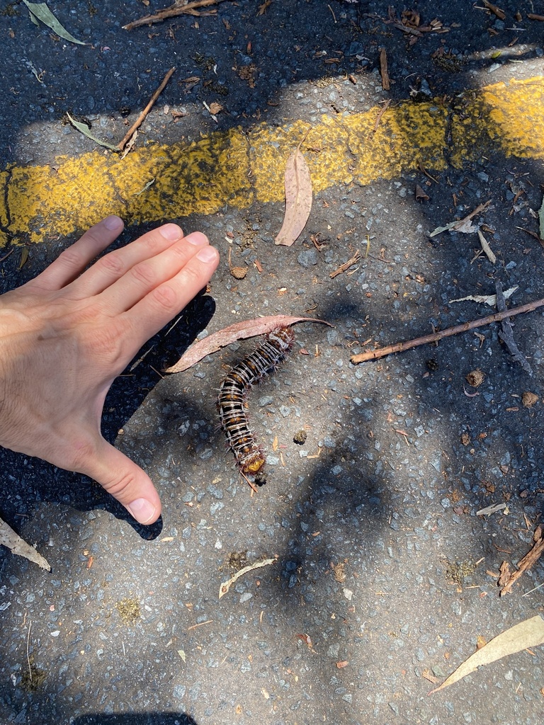 Batwing Moth from Page, AU-CT, AU on January 13, 2024 at 12:05 PM by ...