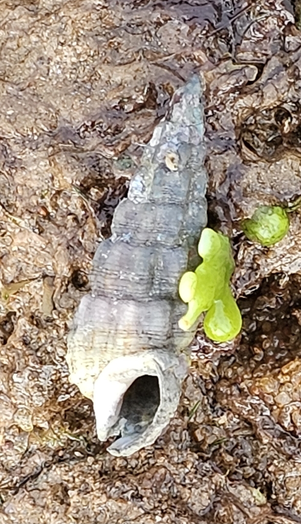 Cerith Snails from Port Hedland, WA, Australia on January 13, 2024 at ...