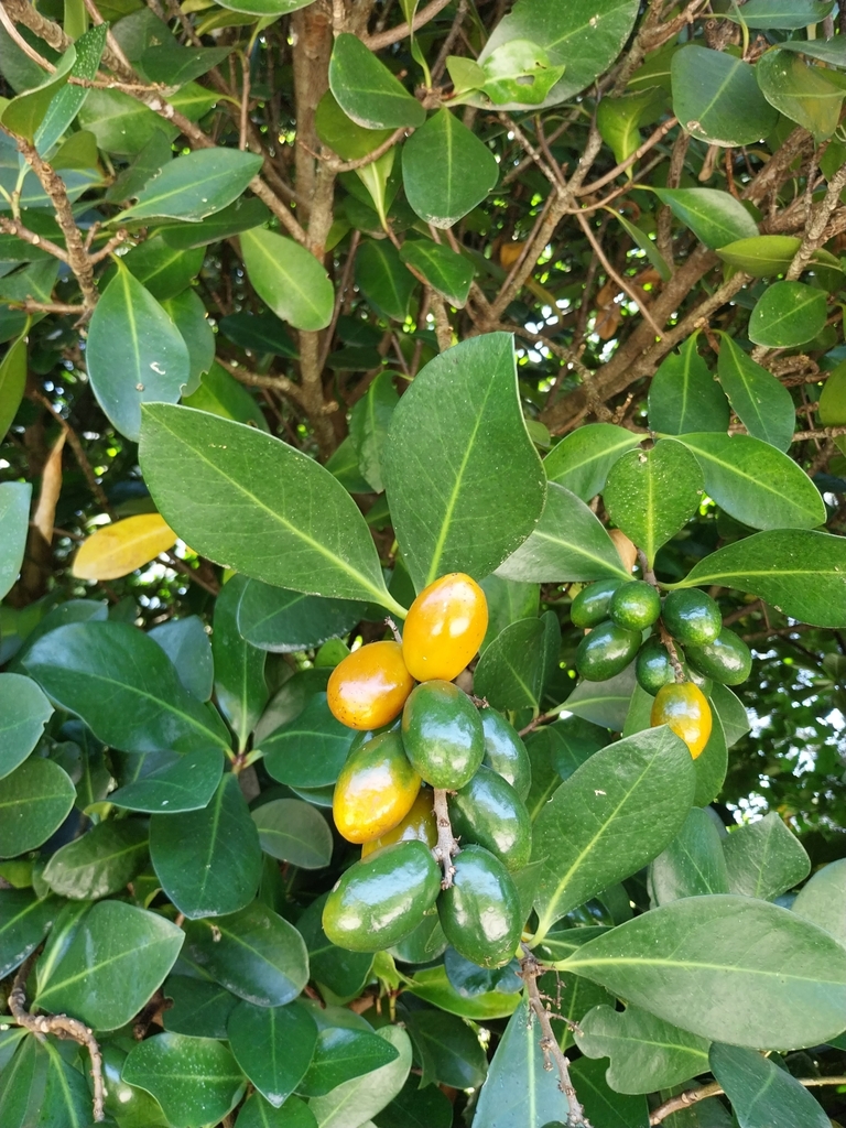 Karaka from Bethlehem, Tauranga, Nueva Zelanda on January 13, 2024 at ...