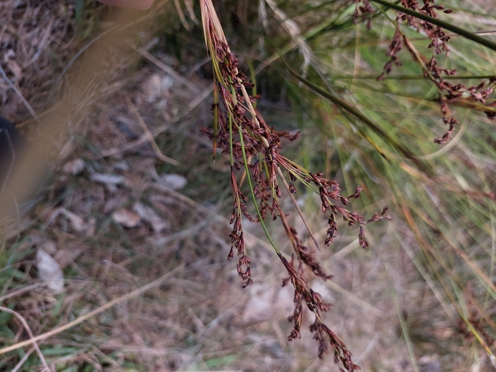 Sea Rush from Manukau, NZ-AU, NZ on January 13, 2024 at 01:32 PM by Te ...