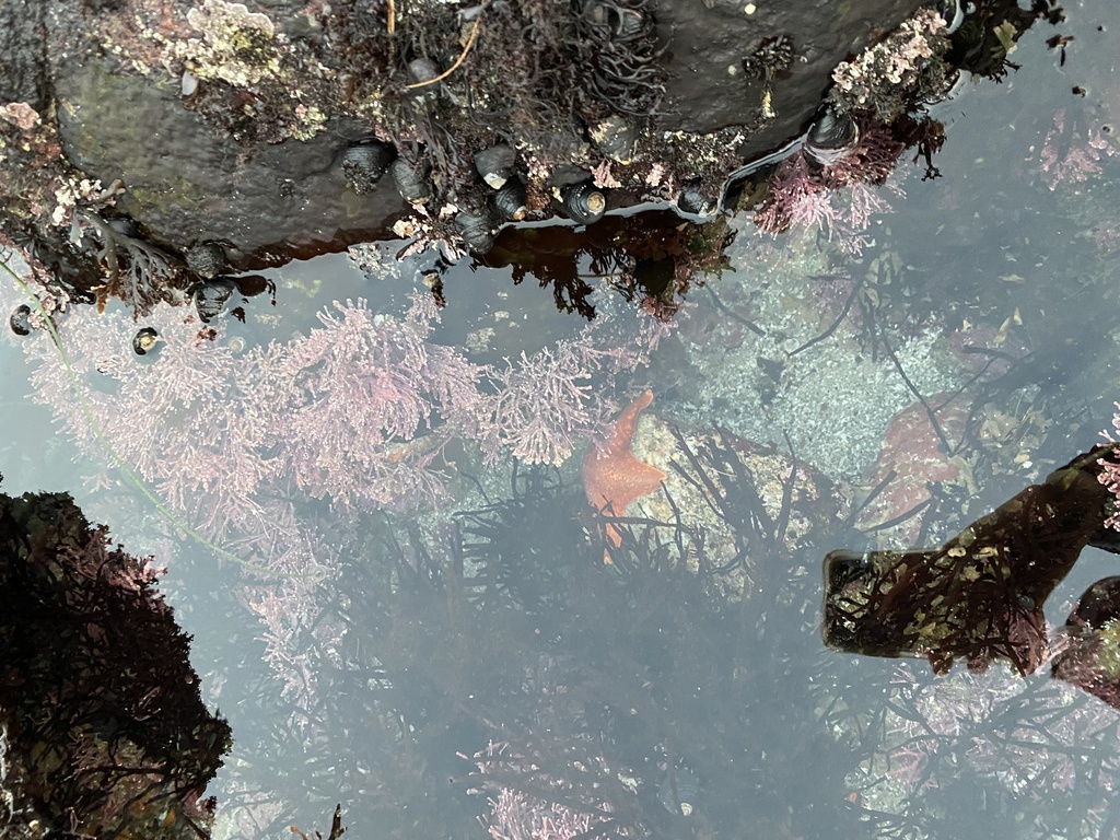 Bat Star from North Pacific Ocean, Pacific Grove, CA, US on January 12 ...