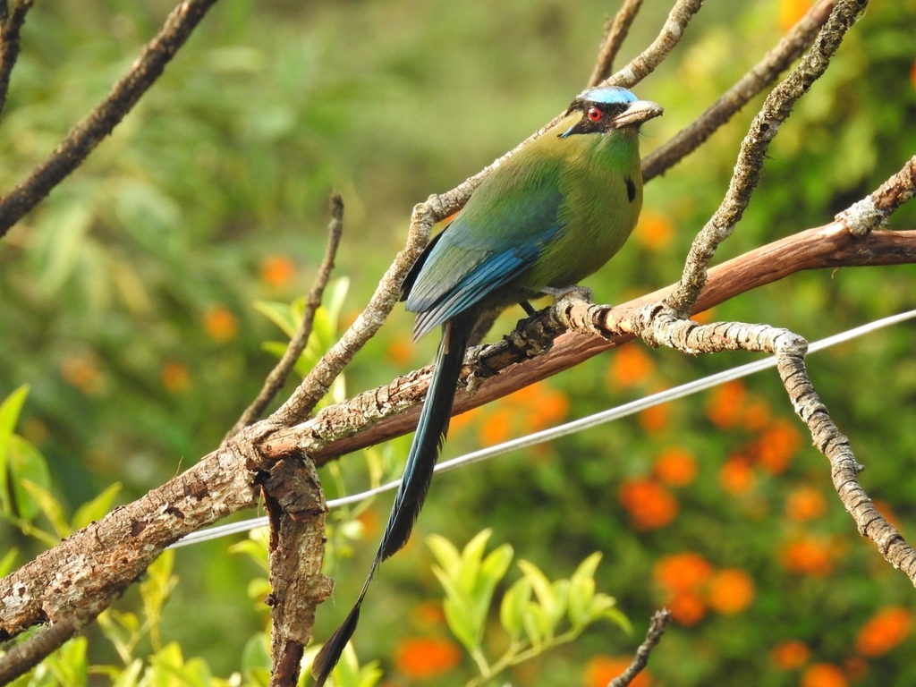 Andean Motmot from Unnamed Road, La Ceja, Antioquia, Colombia on March ...