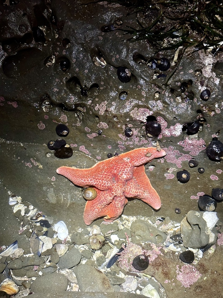 Bat Star from North Pacific Ocean, CA, US on January 12, 2024 at 05:39 ...