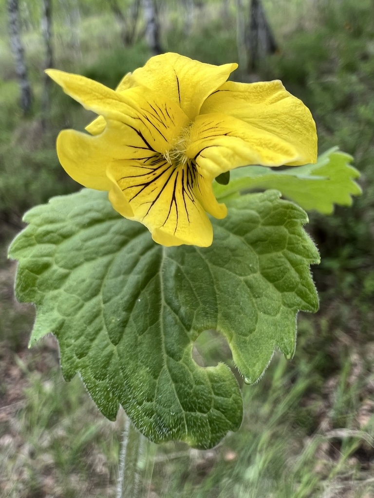 Siberian Violet from Bayan-Ölgii, MN on July 30, 2023 at 07:03 PM by ...
