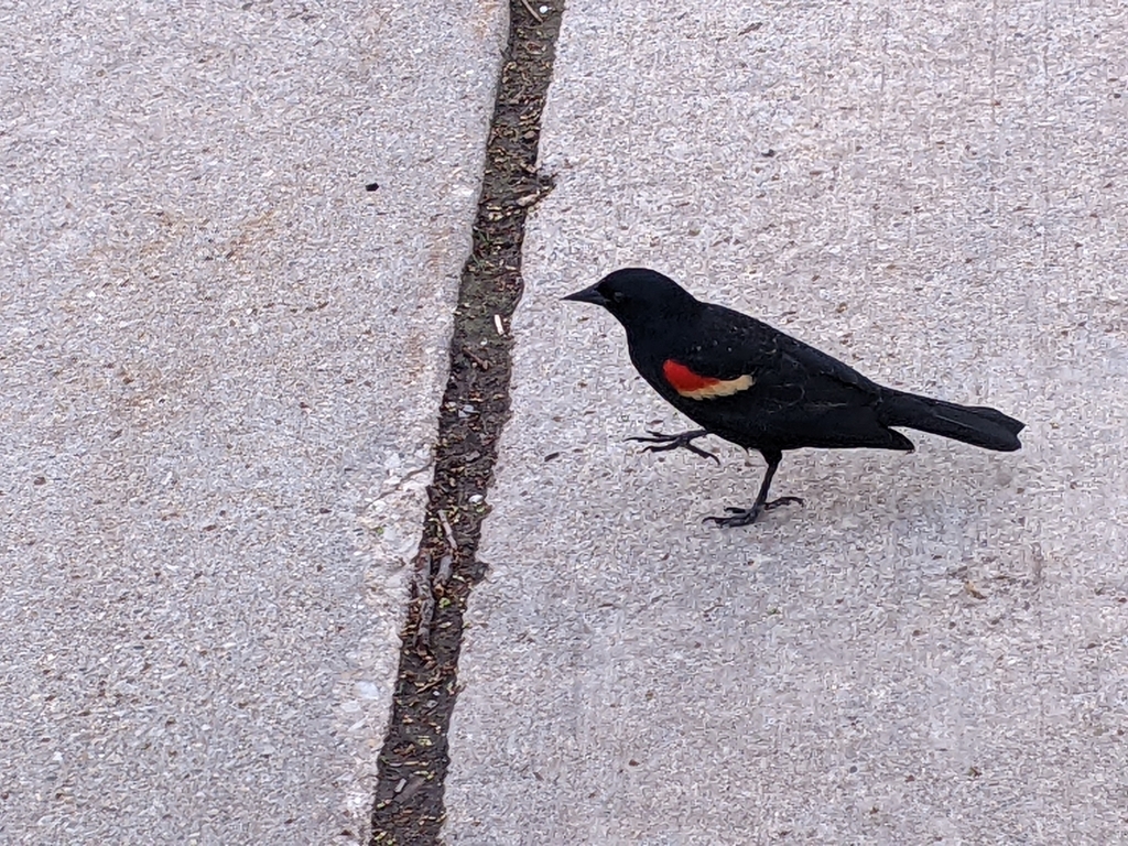 Red-winged Blackbird from Museum Campus, Chicago, IL, USA on April 24 ...