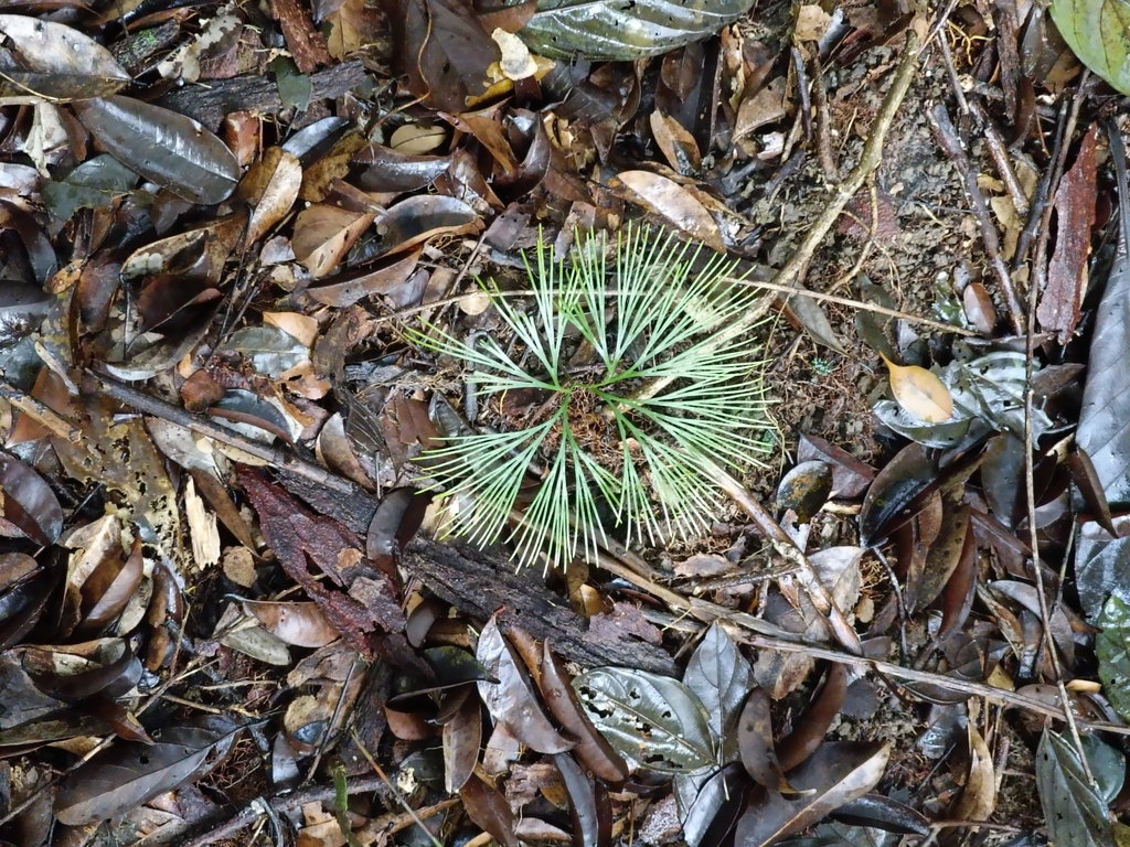 fan fern from Singapore on January 13, 2024 at 09:43 AM by cheng guang ...