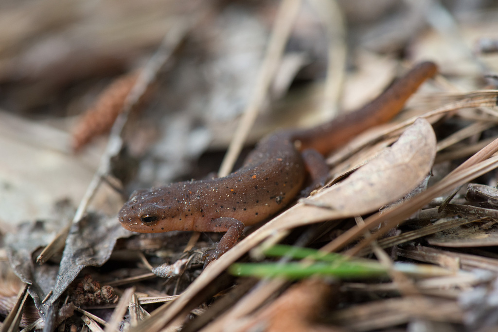 Eastern Newt from Caddo Lake, Texas on May 26, 2013 by Nathan Bendik. I ...