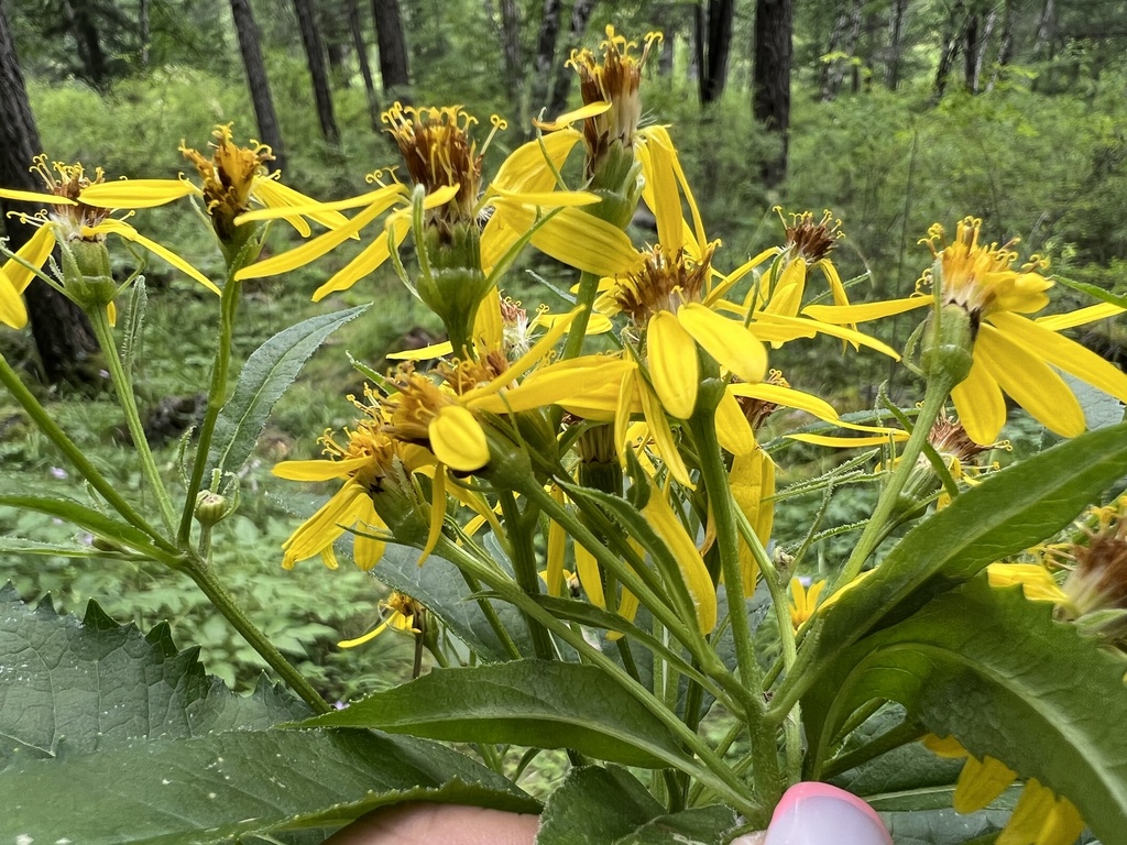 Alpine Ragwort from Ulan Bator, MN on July 23, 2022 at 02:08 PM by ...