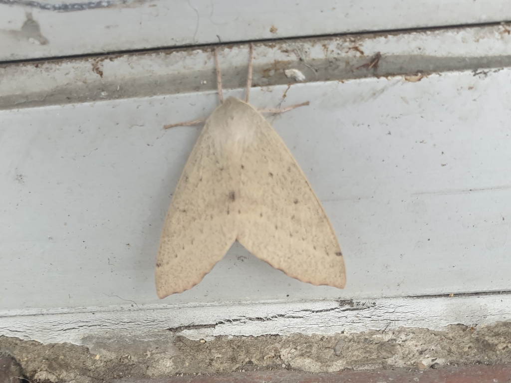 Pink Arhodia from Bundoora VIC 3083, Australia on January 13, 2024 at ...