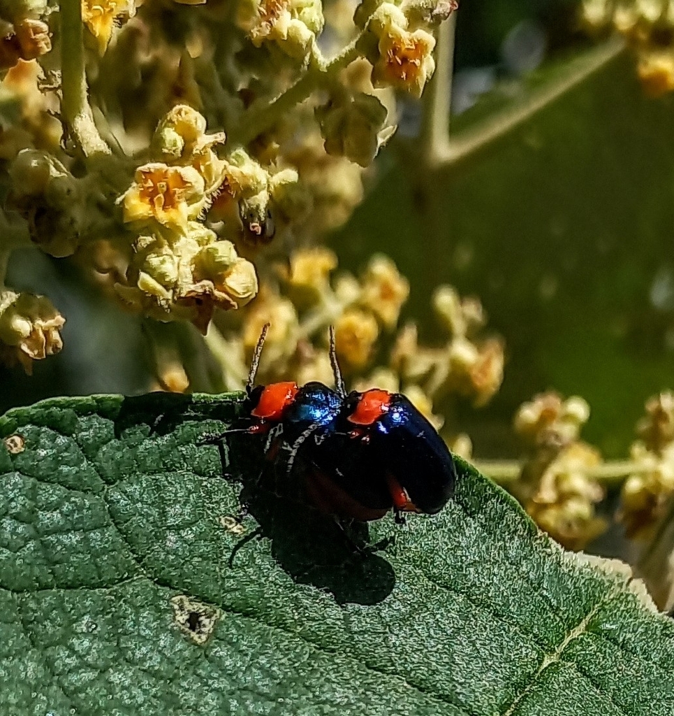 Asphaera abdominalis from Parque Ecológico de Xochimilco, 16036 Ciudad ...